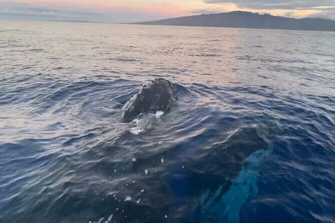 Whale Watch and Scenic Tour from Kayak - The Value of This Tour