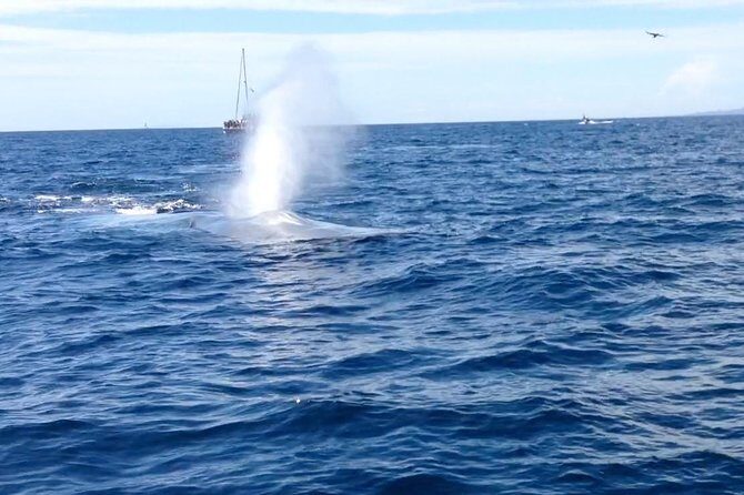 Whale Watching and Fishing Combination Excursions - The Itinerary in Detail: Why It Matters