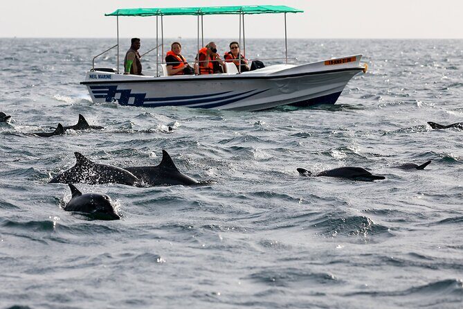 Whale Watching Boat Tour from Ahungalla - The Sum Up