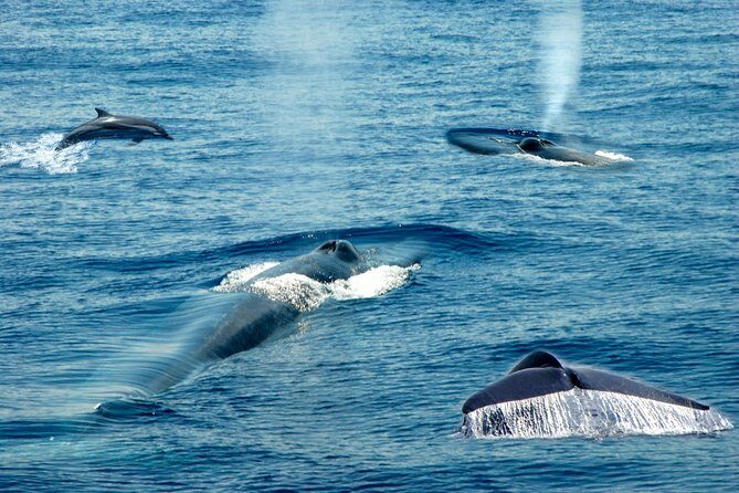 Whale Watching Boat Tour from Talpe - Final Thoughts: Is It Worth It?