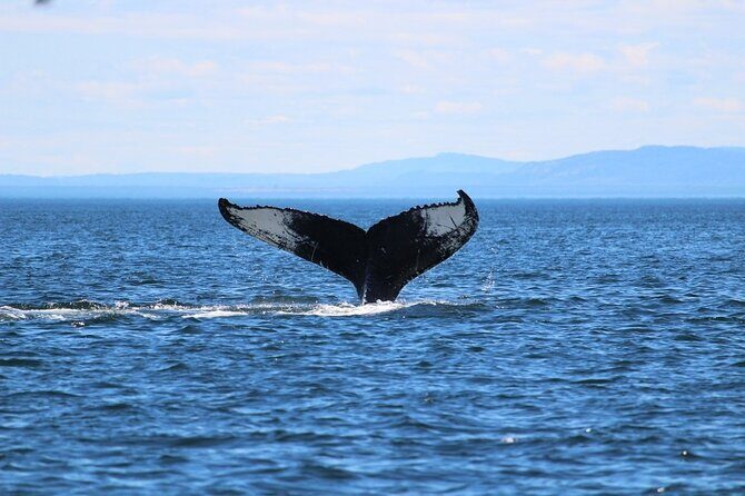 Whale Watching Cruise in Honolulu - The Value of the Price