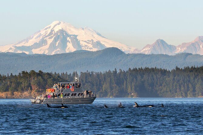 Whale Watching + Deception Pass Tour from Seattle - What Makes This Tour Stand Out