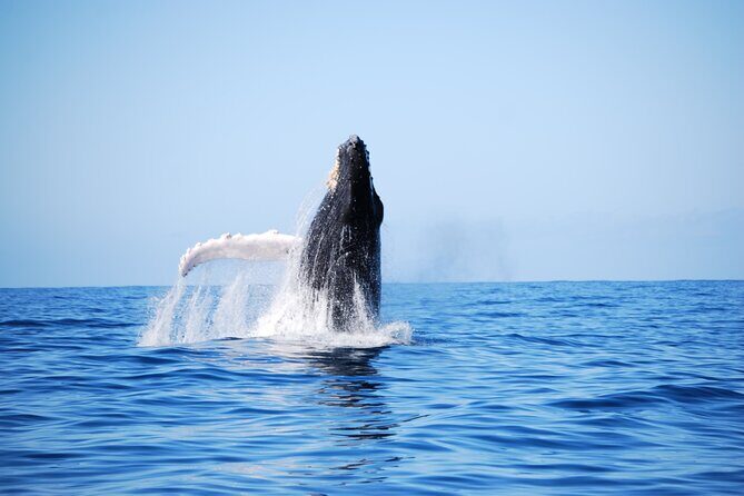 Whale Watching Expedition on Kauai - The Itinerary in Detail