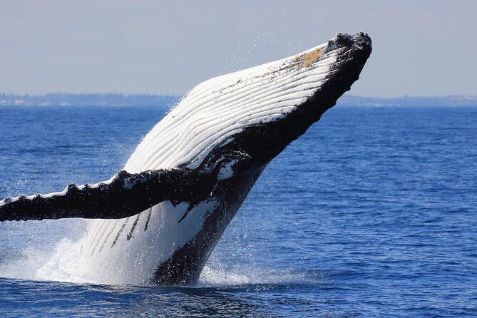 Whale Watching From Colombo - What Travelers Are Saying