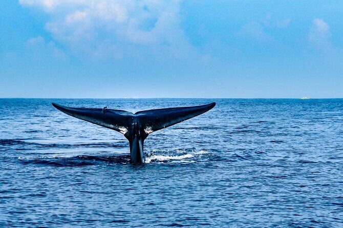 Whale Watching from Hikkaduwa with Pickup & Drop - Who Should Consider This Tour?