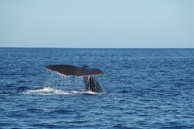 Whale Watching in Mirissa by Catamaran Cruise - The Experience: A Closer Look