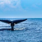 Whale Watching in Trincomalee by Catamaran cruise - The Practicalities: What You Need to Know