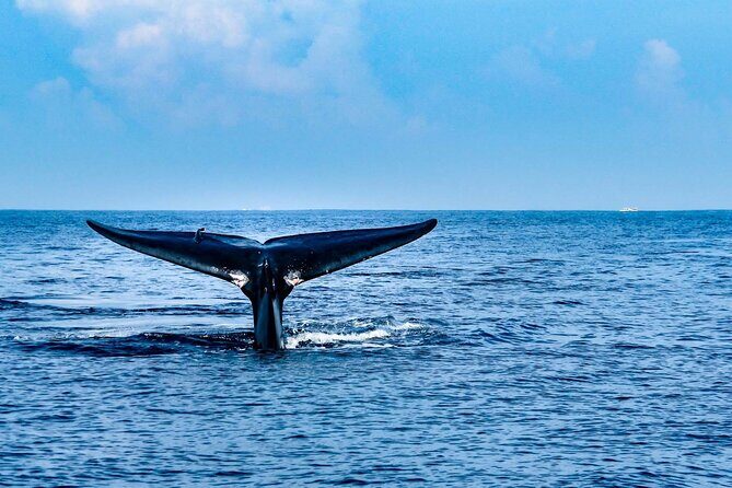 Whale Watching in Trincomalee by Catamaran cruise - The Practicalities: What You Need to Know
