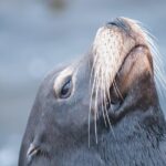 Whale Watching Monterey Bay semi-private limited to 6 people max - Final Thoughts