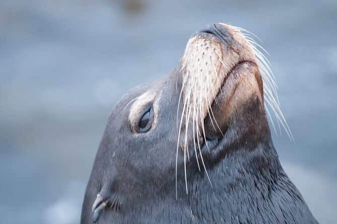 Whale Watching Monterey Bay semi-private limited to 6 people max - Final Thoughts