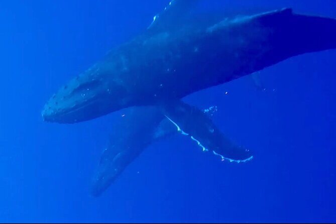 Whale Watching on Big island - Who Will Love This Tour?
