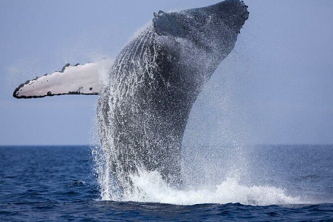 Whale Watching Shared Boat Tour from Bentota - FAQs