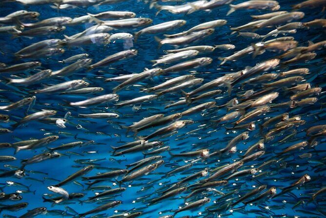 Whaleshark & Sumilon Is and Moalboal Sardines & Turtle Tour - FAQ