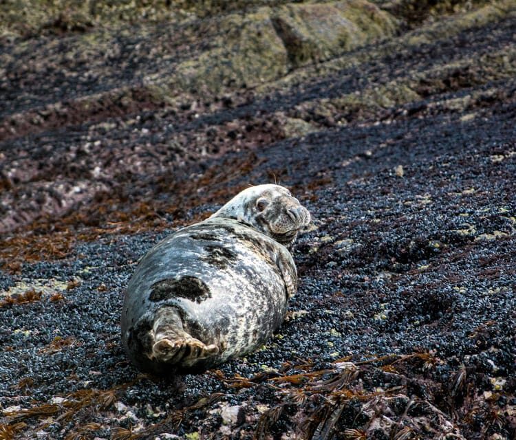 Wild Atlantic Way: Wildlife Eco Cruise - Final Thoughts