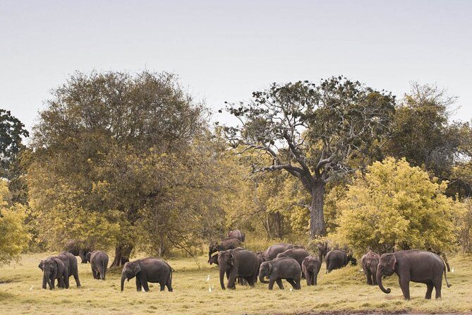 Wild Elephant Safari in Minneriya National Park - Final Words: Is It Worth It?