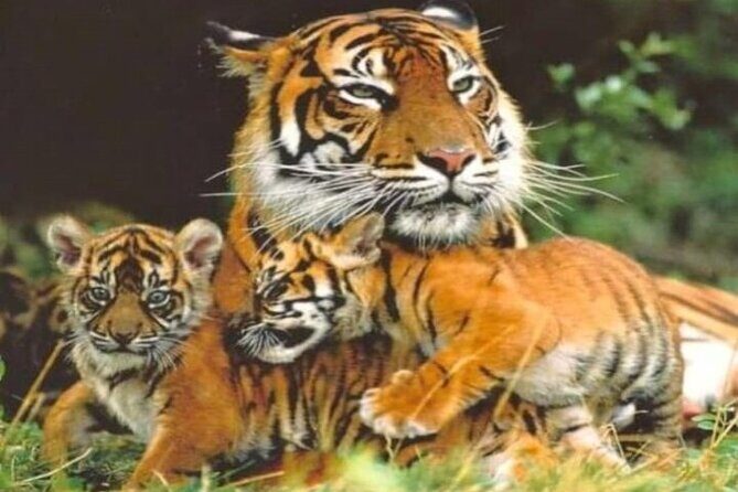 Wild Life Tour (JimCorbett 2Night) by Happyweekands.com - Jim Corbett National Park: The Heart of the Tour