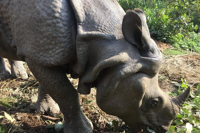 Wildlife Adventure in Chitwan Nepal - The Value of This Tour