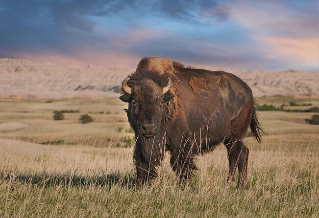 Wildlife Biologists Field Expedition: The Badlands Uncovered - Exploring the Itinerary in Detail