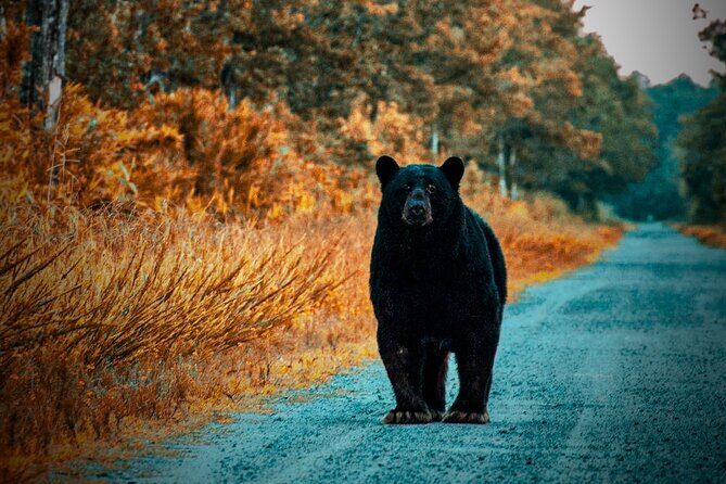 Wildlife Photo Safari - Exploring the Itinerary in Detail
