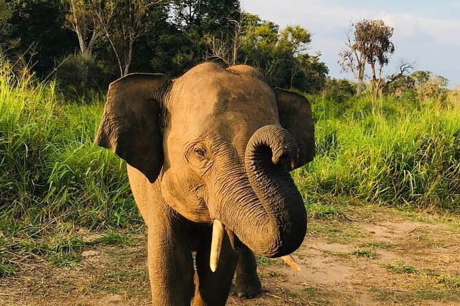 Wildlife safari at Minneriya National Park - The Practical Side: Transportation, Timing, and Cost