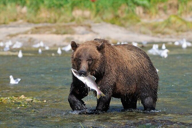 Wildlife Safari & Bear Viewing from Skagway - An Honest Look at the Value