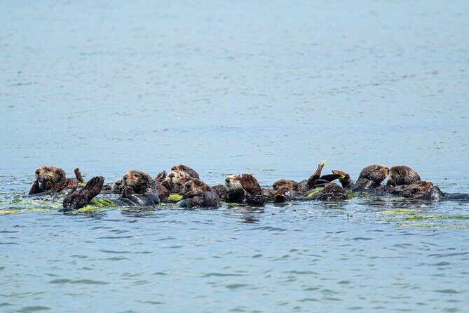 Wildlife Safari Boat Tour in Scenic Monterey Bay Wetland - Pricing and Value