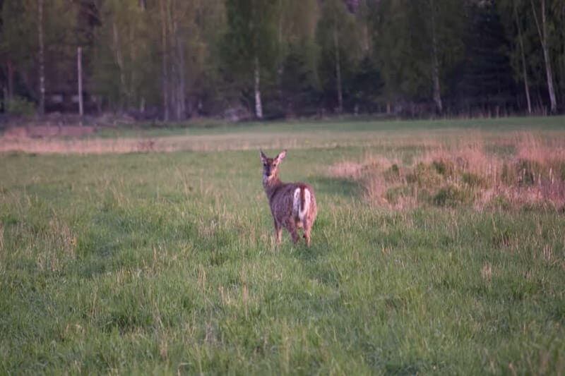 Wildlife safari with campfire dinner from Helsinki - The Value of the Experience