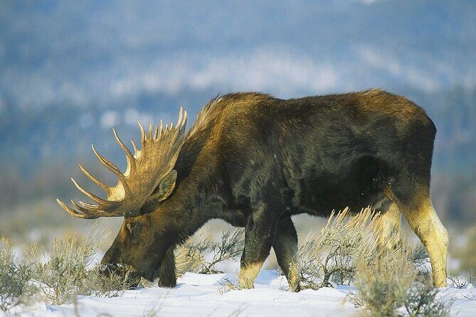 Wildlife Safari with Snowshoe & Winter Camp Dinner Experience - Who Will Love This Tour?