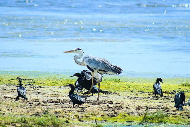 Wildlife Tour Covering Birds and Mammals (6 Days) - Day 2: Whale Watching and Rainforest Drive