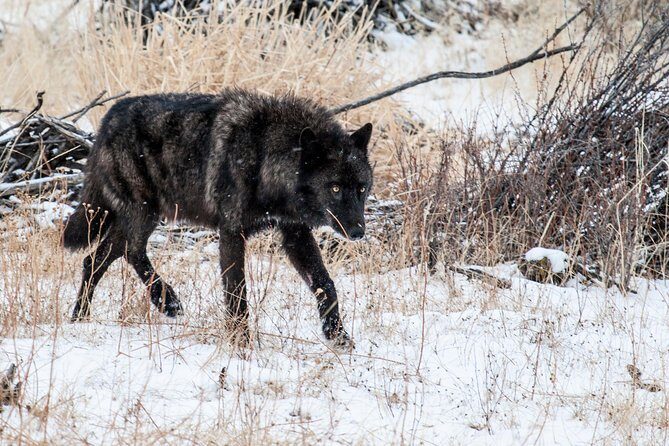 Wildlife & Wolf Private Tour with Lunch - The Sum Up