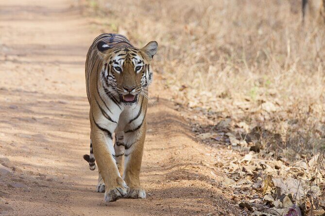WildlifeSafari in Tadoba, Pench, Kanha & Bandhavgarh NationalPark - Transportation and Accommodation