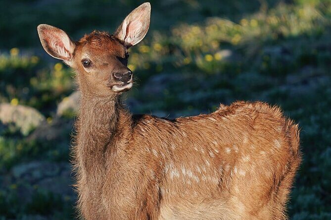 Wildside 4X4's Elk Watching Tour - An In-Depth Look at the Elk Watching Tour