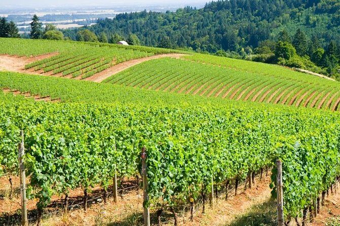 Willamette Valley Full-Day Wine Tour from Portland - Who Will Love This Tour?