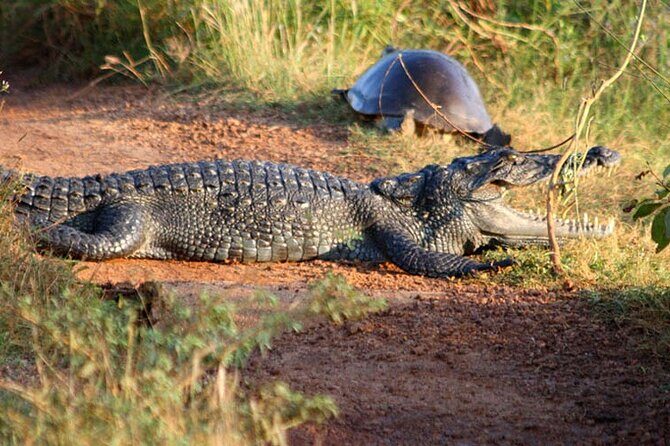 Wilpattu Full Day Private Jeep Safari from Trincomalee - FAQ