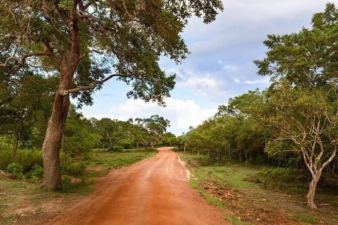 Wilpattu Half Day Safari from Kandy - The Sum Up