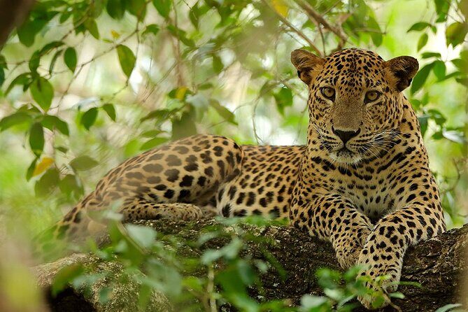 Wilpattu National Park 4-Hours Safari | with Naturalist - What the Tour Includes and How It Works