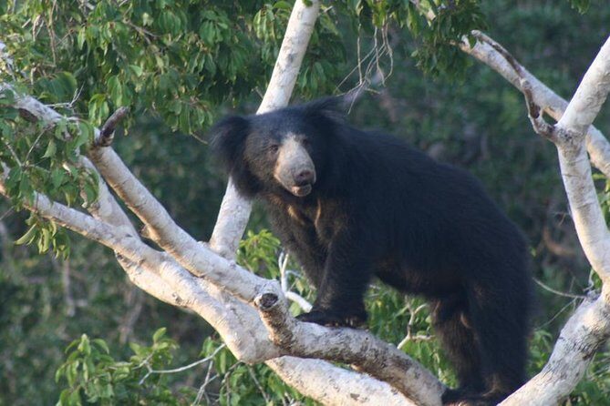 Wilpattu National Park Private Safari (All Inclusive) From Kandy - The Itinerary — What to Expect
