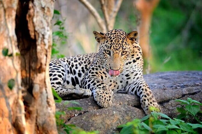 Wilpattu National Park safari with Hotel Transfers, jeep, tickets - Itinerary Breakdown: What to Expect