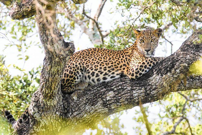 Wilpattu National Park Safari with Naturalist - Itinerary Breakdown: What to Expect