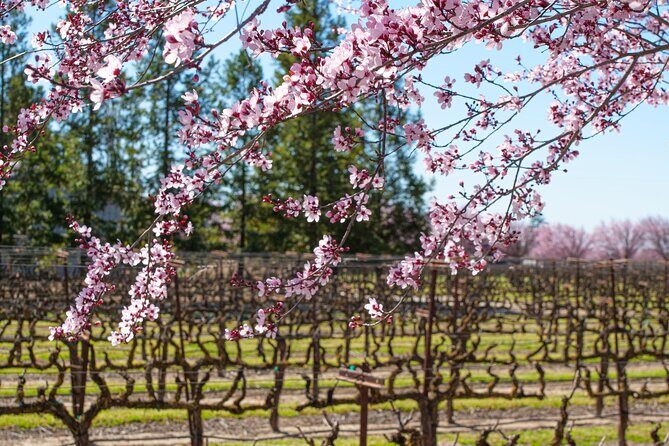 Wine Tasting Audio Tour - Lodi California - The Experience at Each Winery