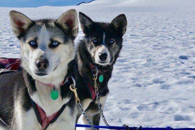 Winter Dog Sledding in Knik, Alaska - The Itinerary: What Can You Expect?