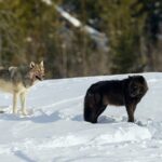 Winter Wildlife Safari in Yellowstone National Park - Analyzing the Value