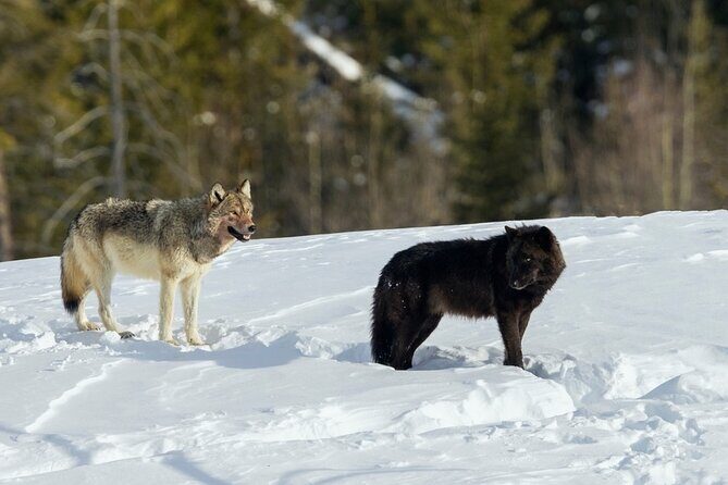 Winter Wildlife Safari in Yellowstone National Park - Analyzing the Value