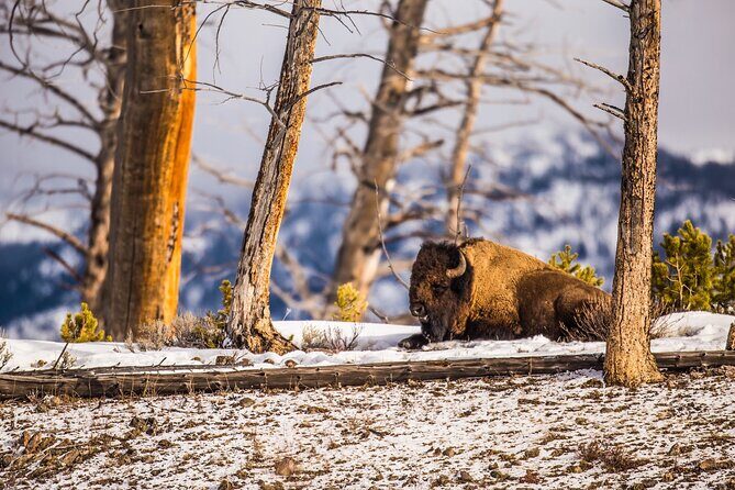 Winter Wildlife Safari: Lamar Valley | Bozeman | PRIVATE + Lunch - What Travelers Say