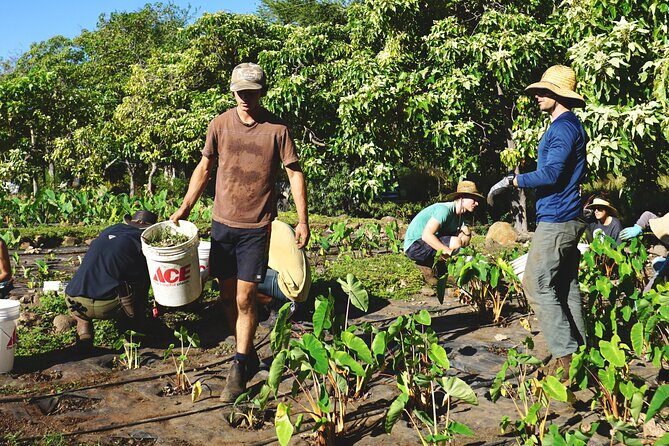 Work with Native Reforestation and Polynesian Agriculture in Maui - The Value of the Experience