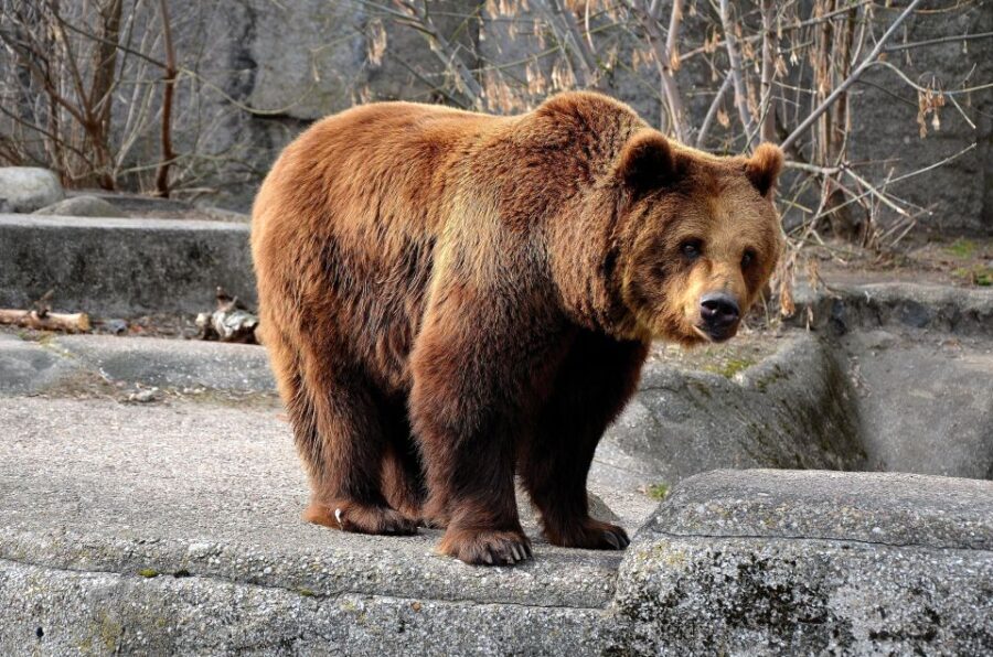Wroclaw: Zoo with Private Transport and Tickets - The Practicalities: Duration, Accessibility, and Cost