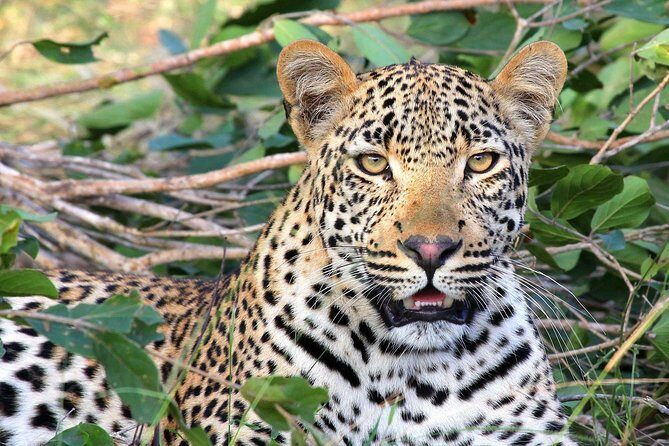 Yala National Park Full Day Safari from Hambantota Cruise Terminal - What You Can Expect: The Itinerary
