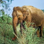 Yala national park Full day tour With breakfast and lunch - An In-Depth Look at the Tour Experience