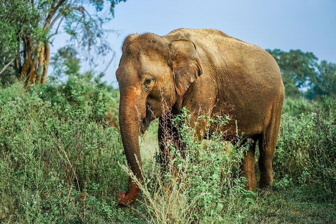 Yala national park Full day tour With breakfast and lunch - An In-Depth Look at the Tour Experience