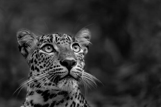 Yala National Park Guided Safaris - Getting the Most from a Yala Safari Experience